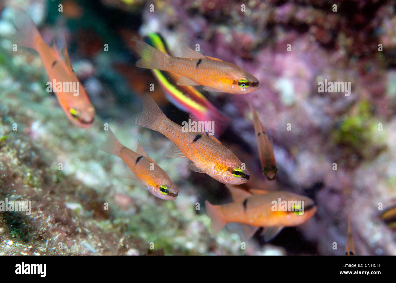 Cardinal fish hi-res stock photography and images - Alamy