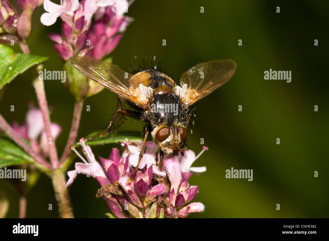 Tachina fera hi-res stock photography and images - Alamy