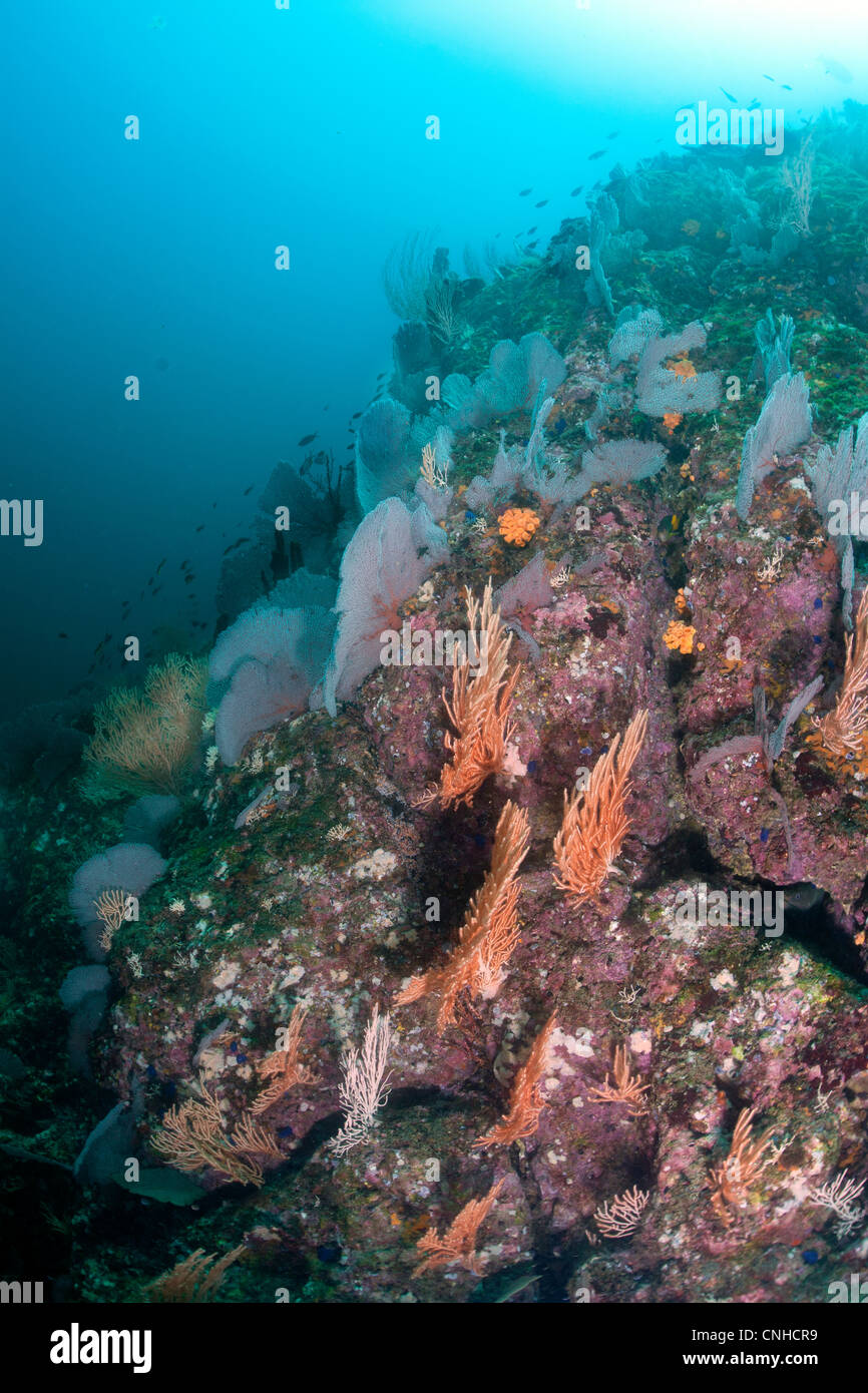 A tropical coral reef off the coast of Coiba, Panama Stock Photo - Alamy