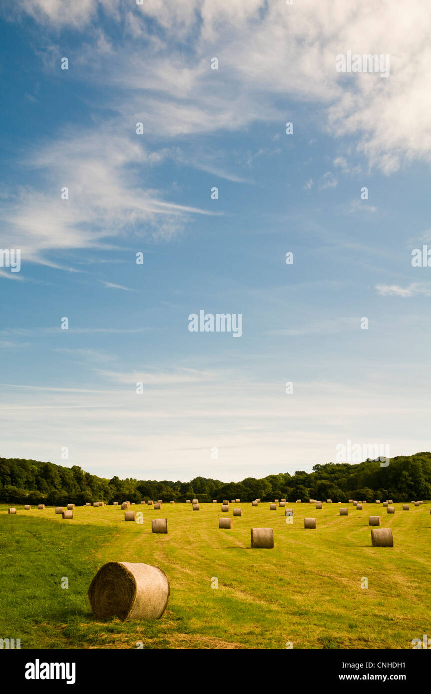 A meadow of freshly cut and baled hay on the North Downs at Cudham ...