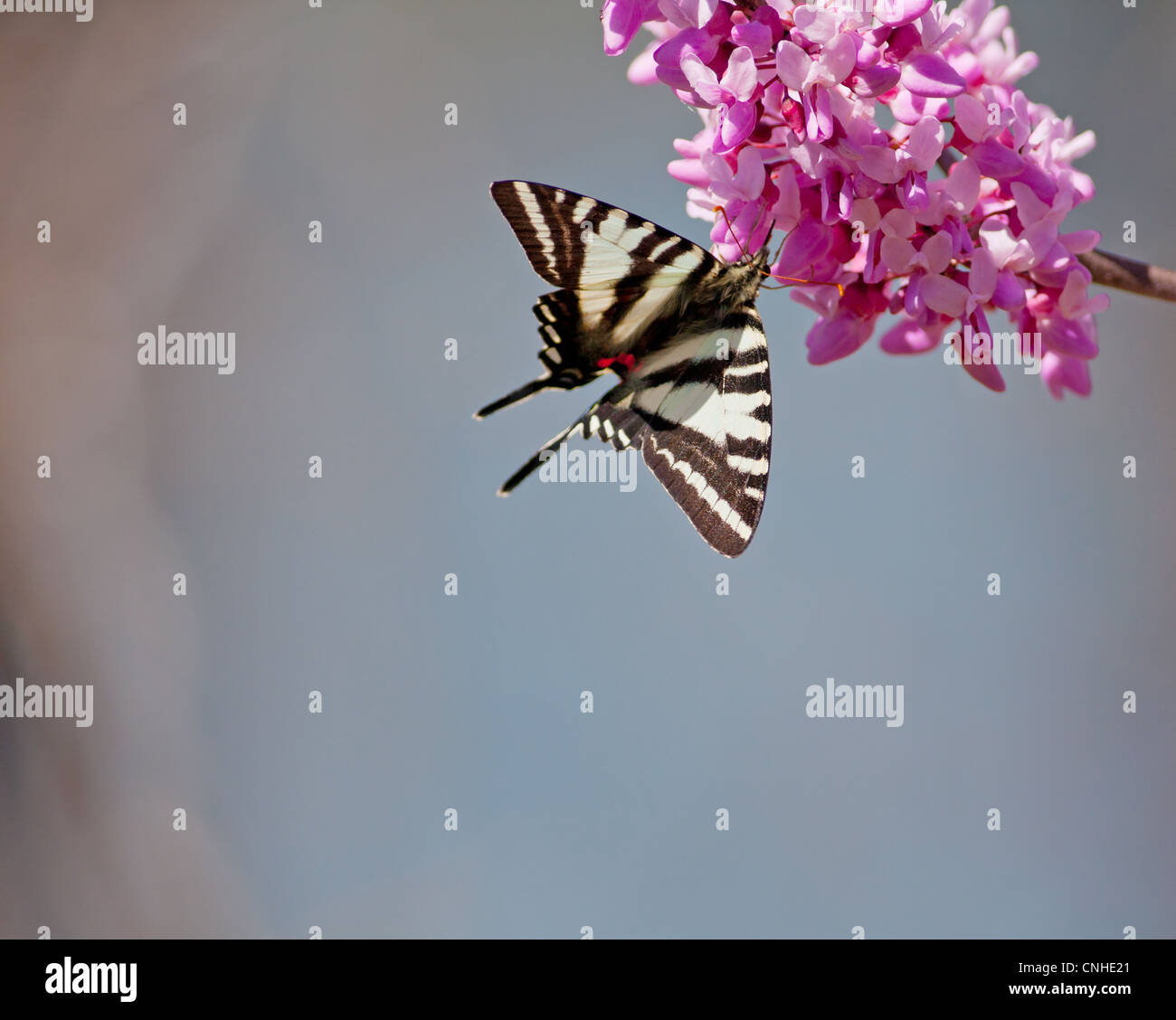 Zebra Swallowtail (Protographium marcellus) on Eastern Redbud (Cercis ...