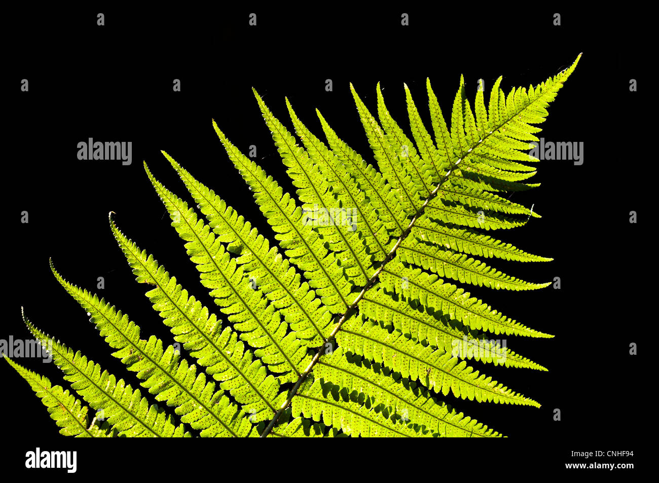 Backlit fronds of male fern (Dryopteris filix-mas) in Brede High Woods ...