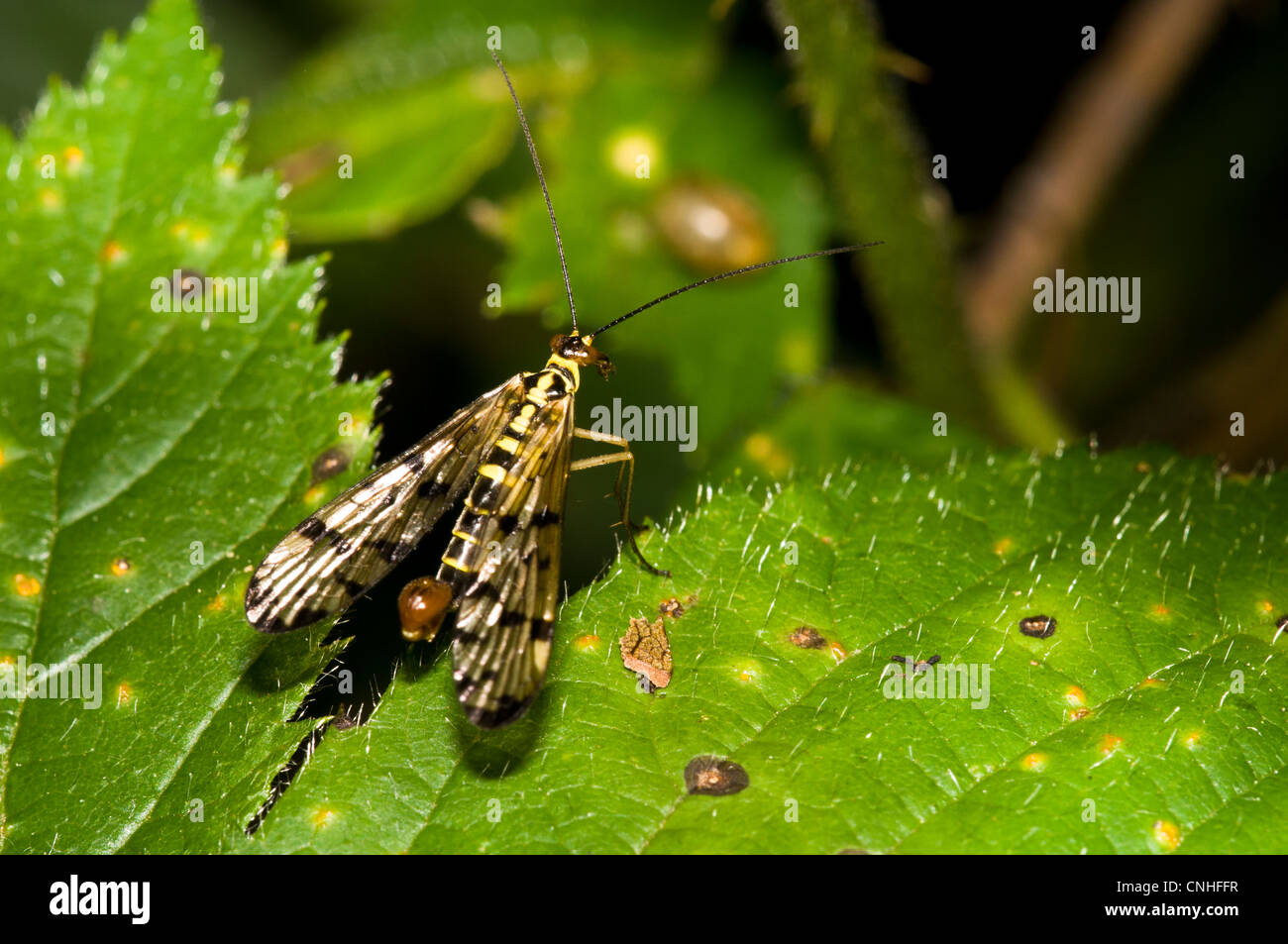 Standing leaf edge hi-res stock photography and images - Alamy