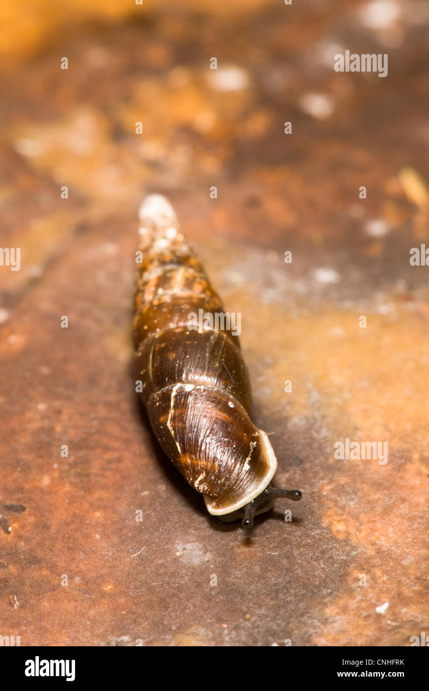 Plaited door snail cochlodina laminata hi-res stock photography and ...