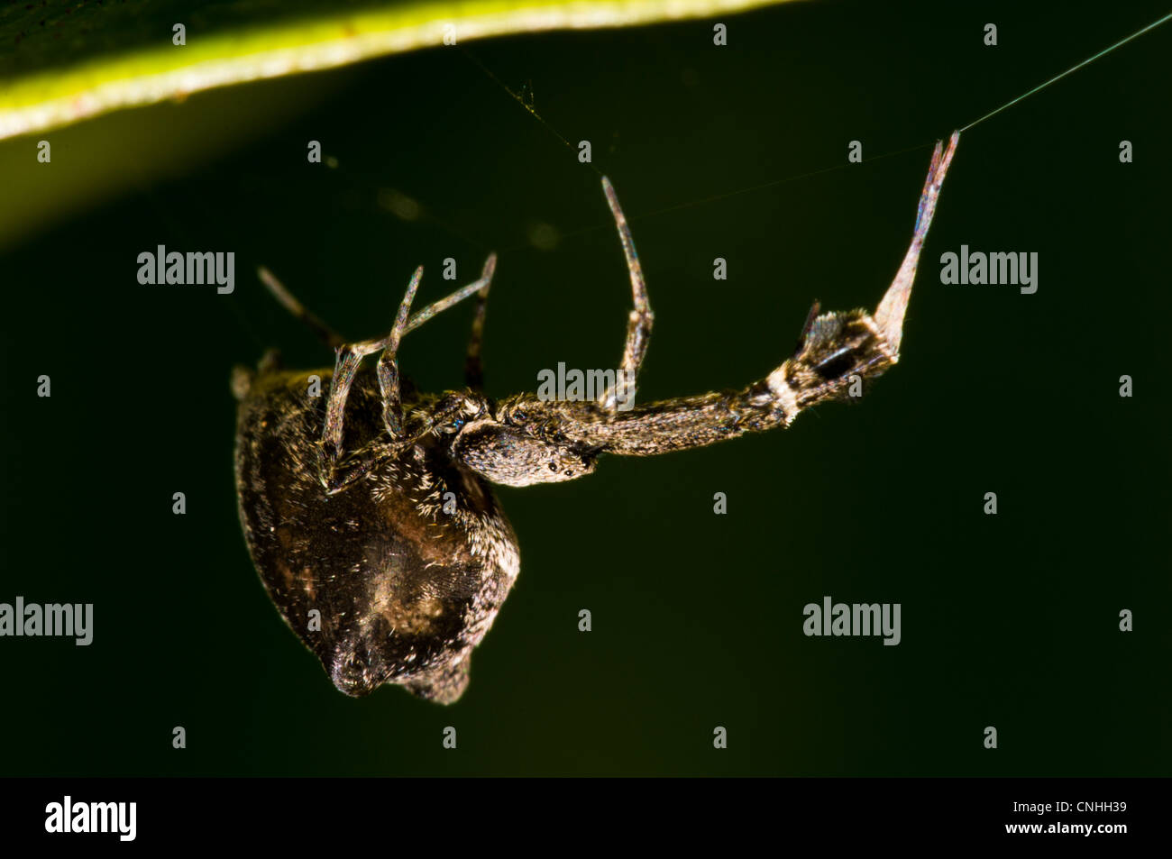 A feather-legged lace weaver, also known as the "garden centre spider ...