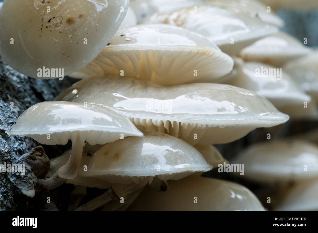 A group of porcelain fungus (Oudemansiella mucida) growing on a fallen ...