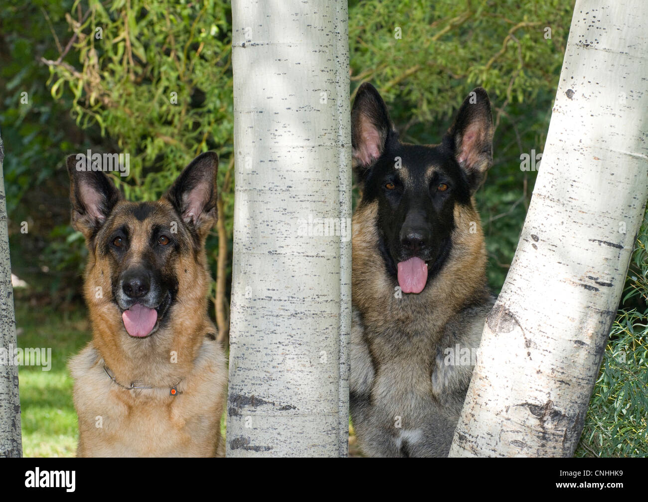 German shepherd dogs hi-res stock photography and images - Alamy