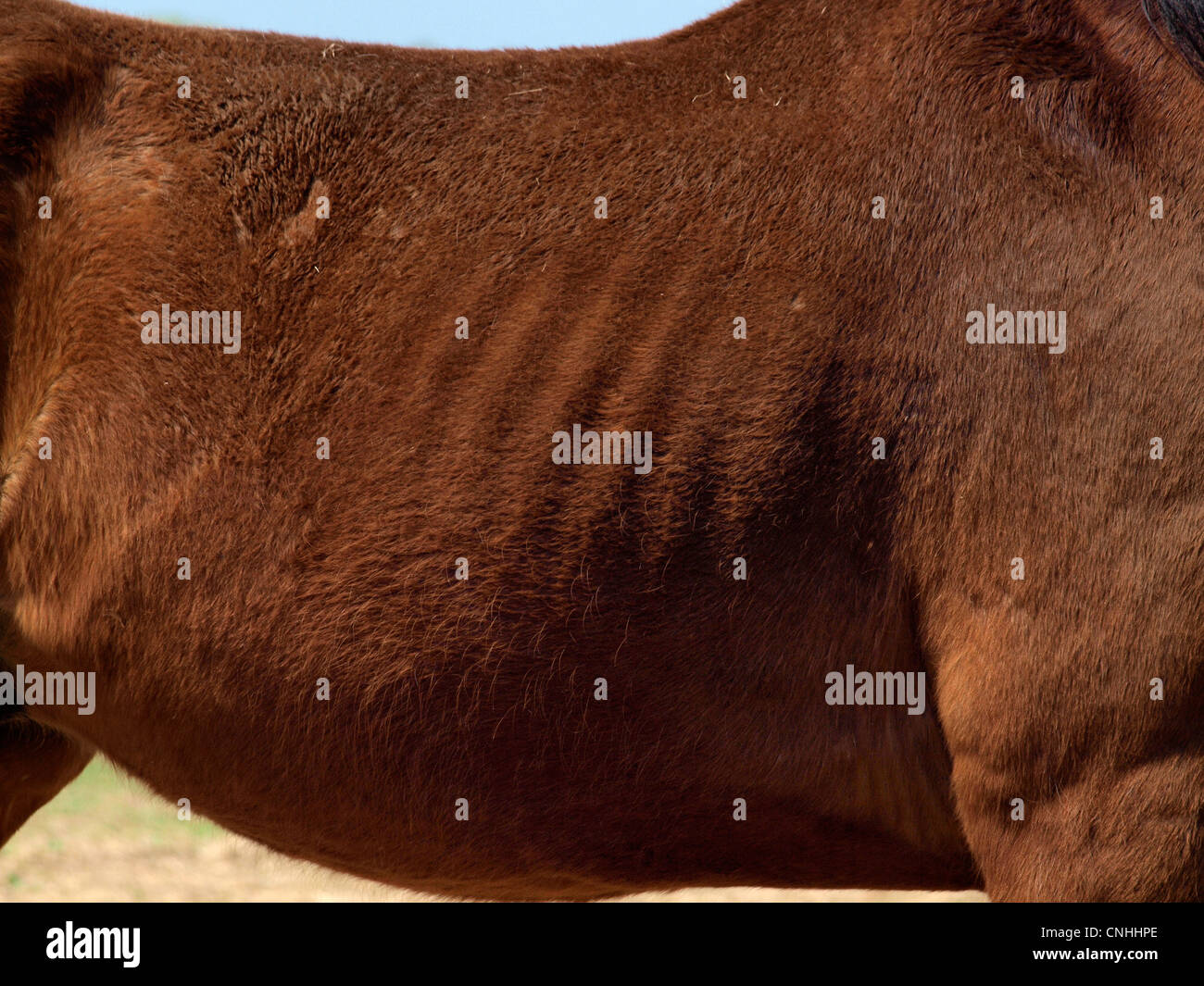 The hide of a gaunt and hungry horse is stretched tight across his ribs ...