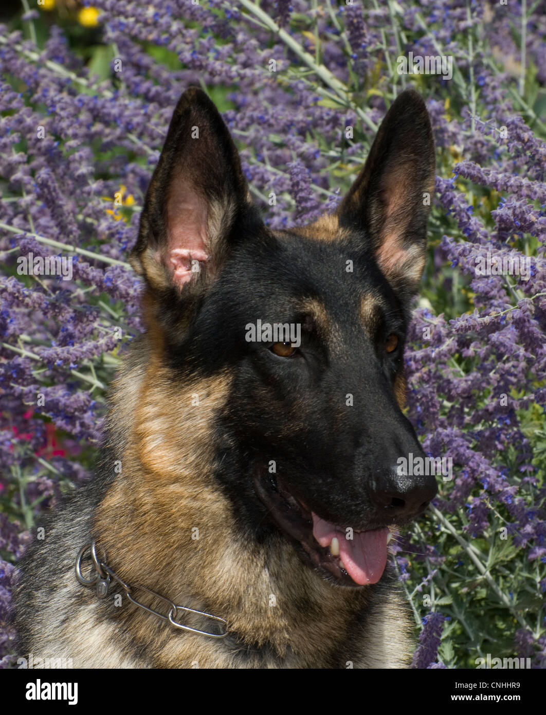 German shepherd dog in front of flowers-head shot Stock Photo - Alamy