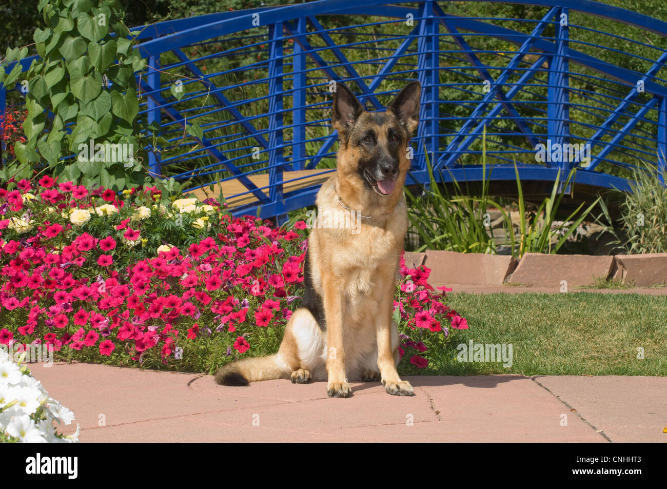 German shepherd dog sitting in front of bridge Stock Photo - Alamy