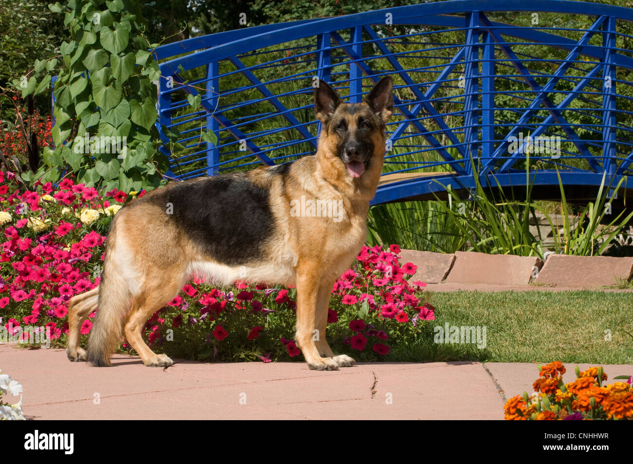 German shepherd dog standing in front of bridge Stock Photo - Alamy