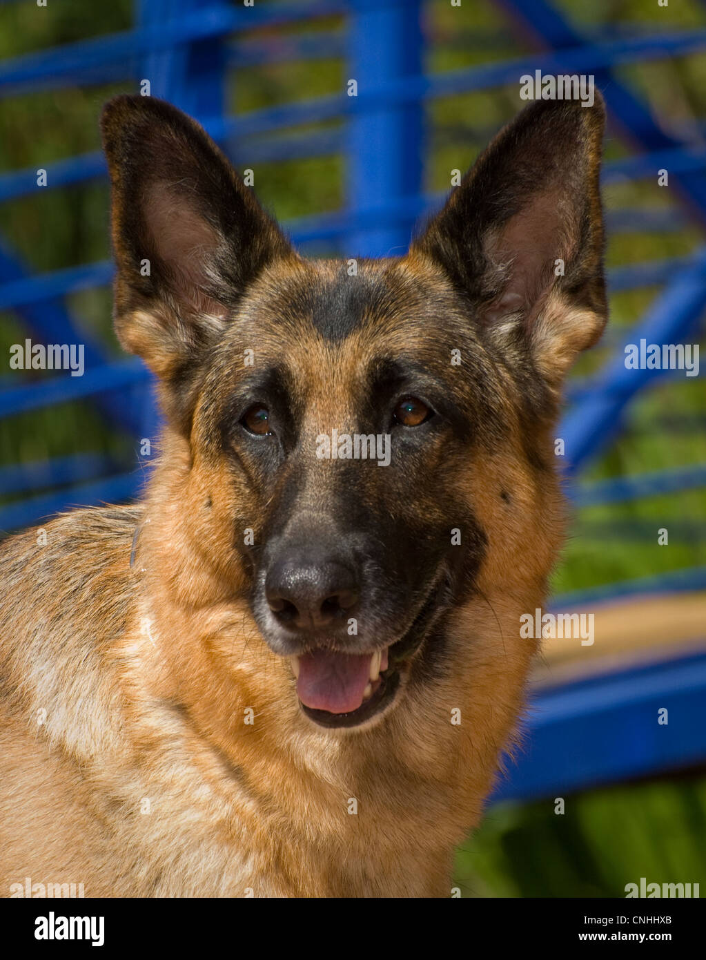 German shepherd dog head hi-res stock photography and images - Alamy