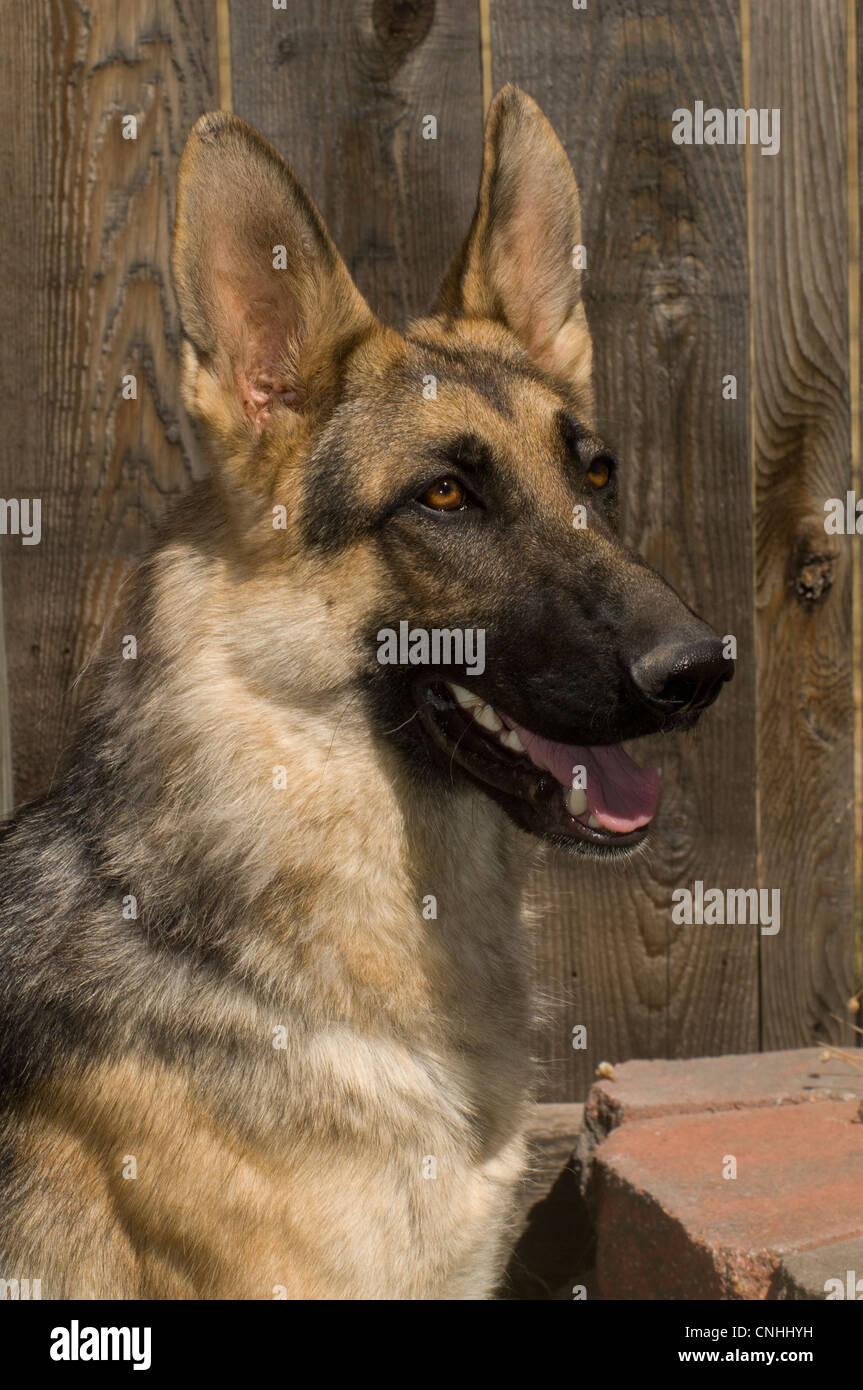 German Shepherd Dog Head Shot Stock Photos & German Shepherd Dog Head ...