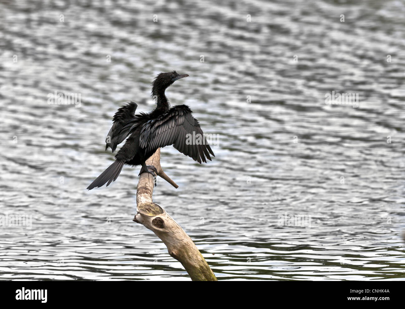 Water body west bengal hi-res stock photography and images - Alamy