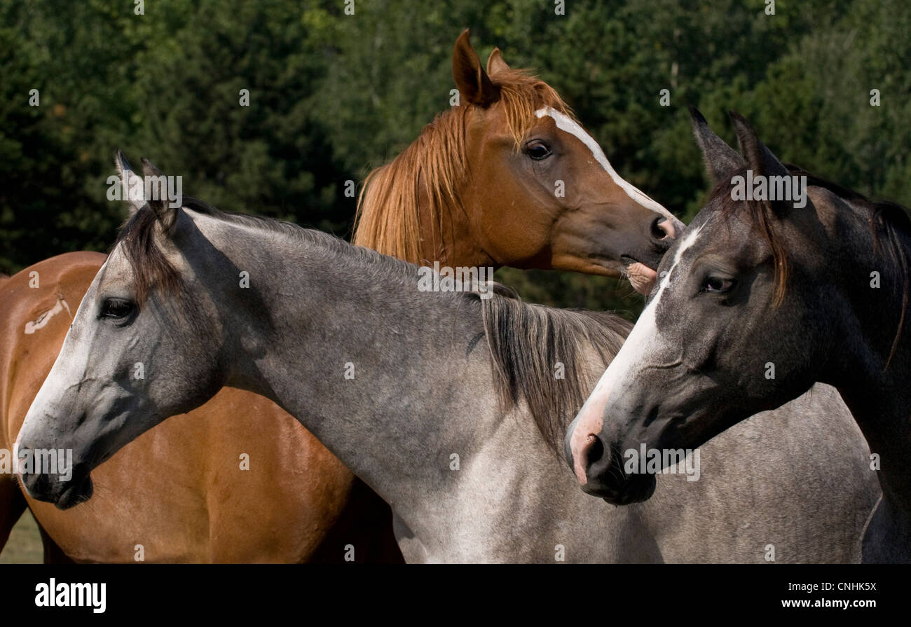 Colt horse hi-res stock photography and images - Alamy