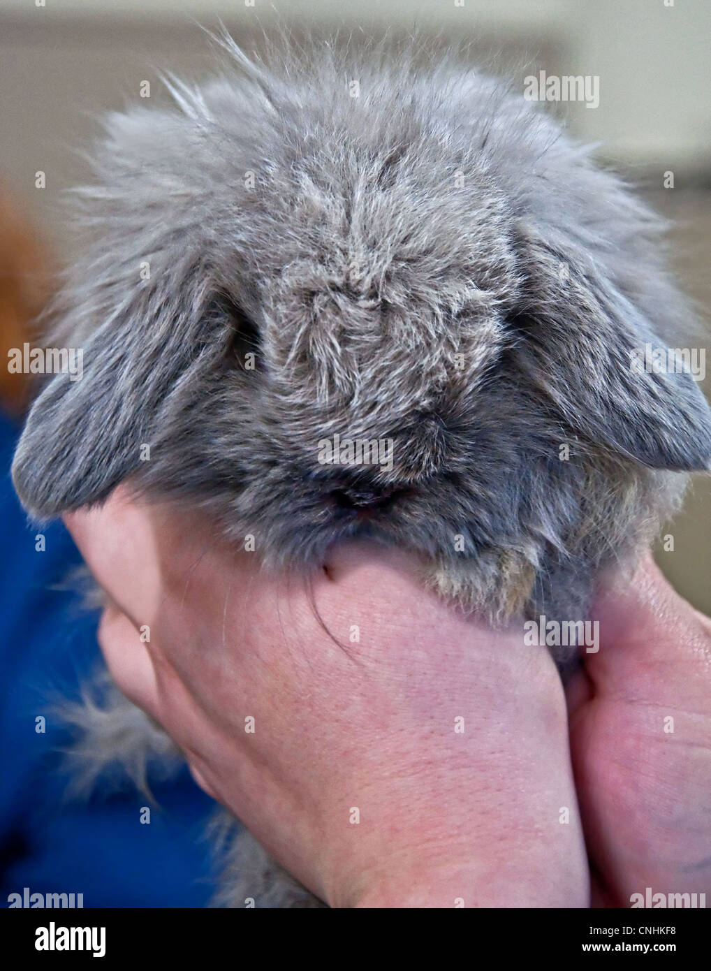 This tiny bunny is a smoke pearl American Fuzzy lop a gray blue colored ...