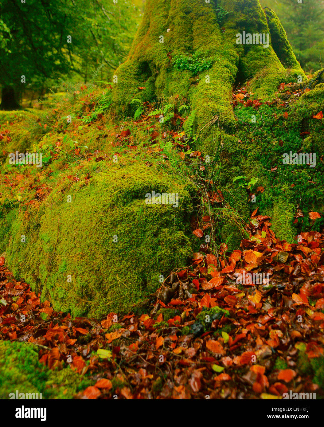 Waterfalls are to be found all over Dartlmoor. None are more beautiful ...