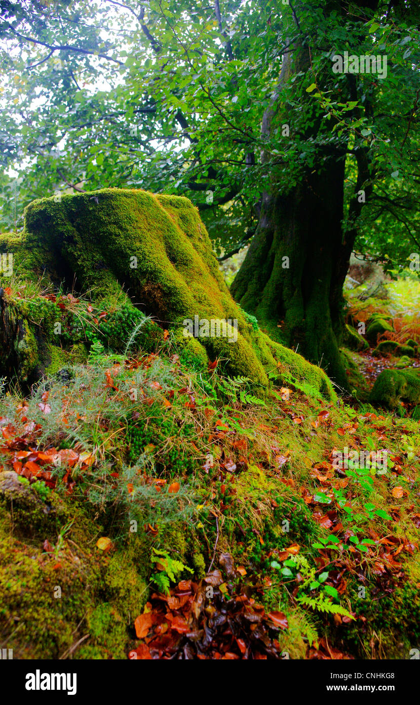 Burrator falls hi-res stock photography and images - Alamy
