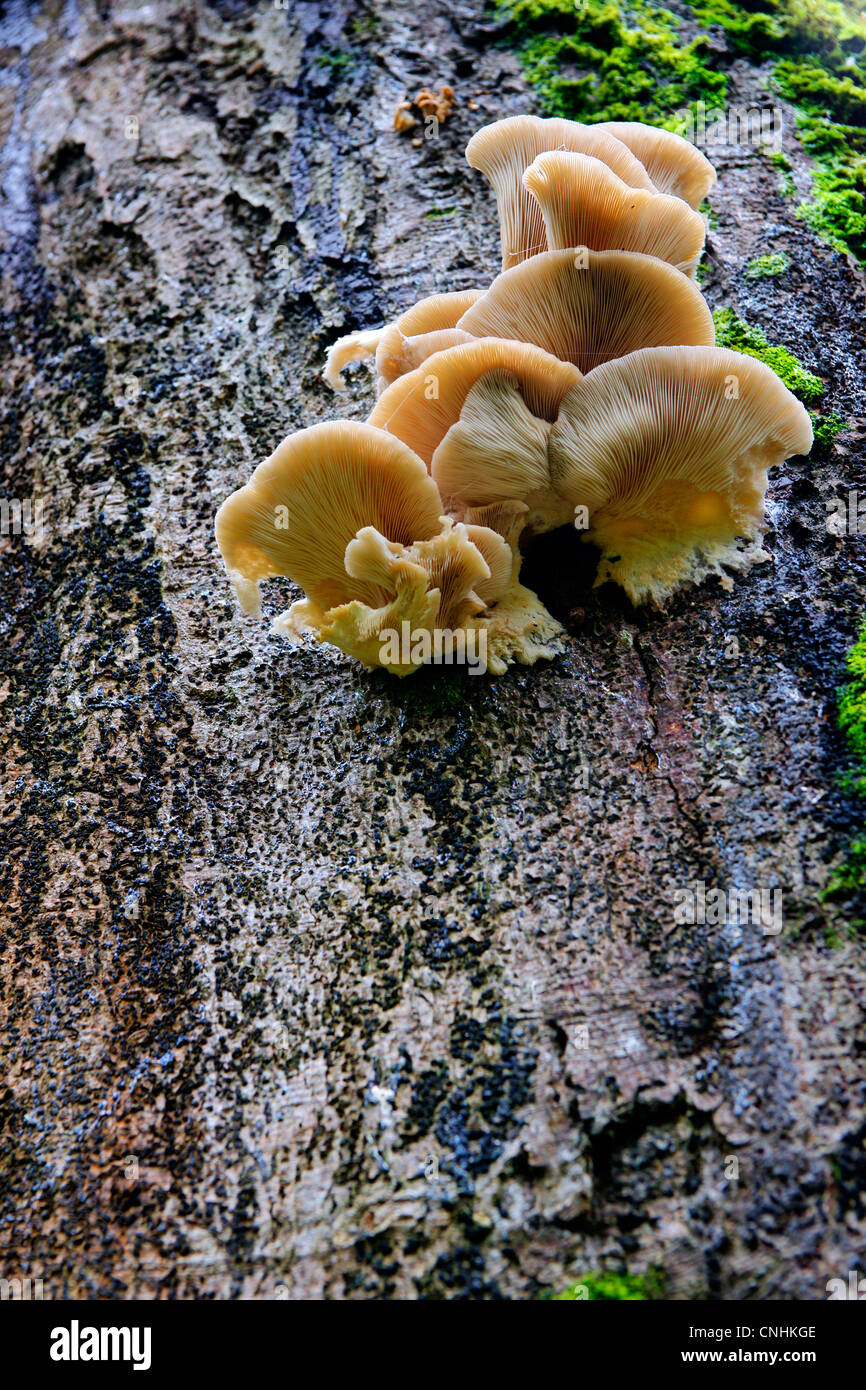 Burrator reservoir waterfall hi-res stock photography and images - Alamy