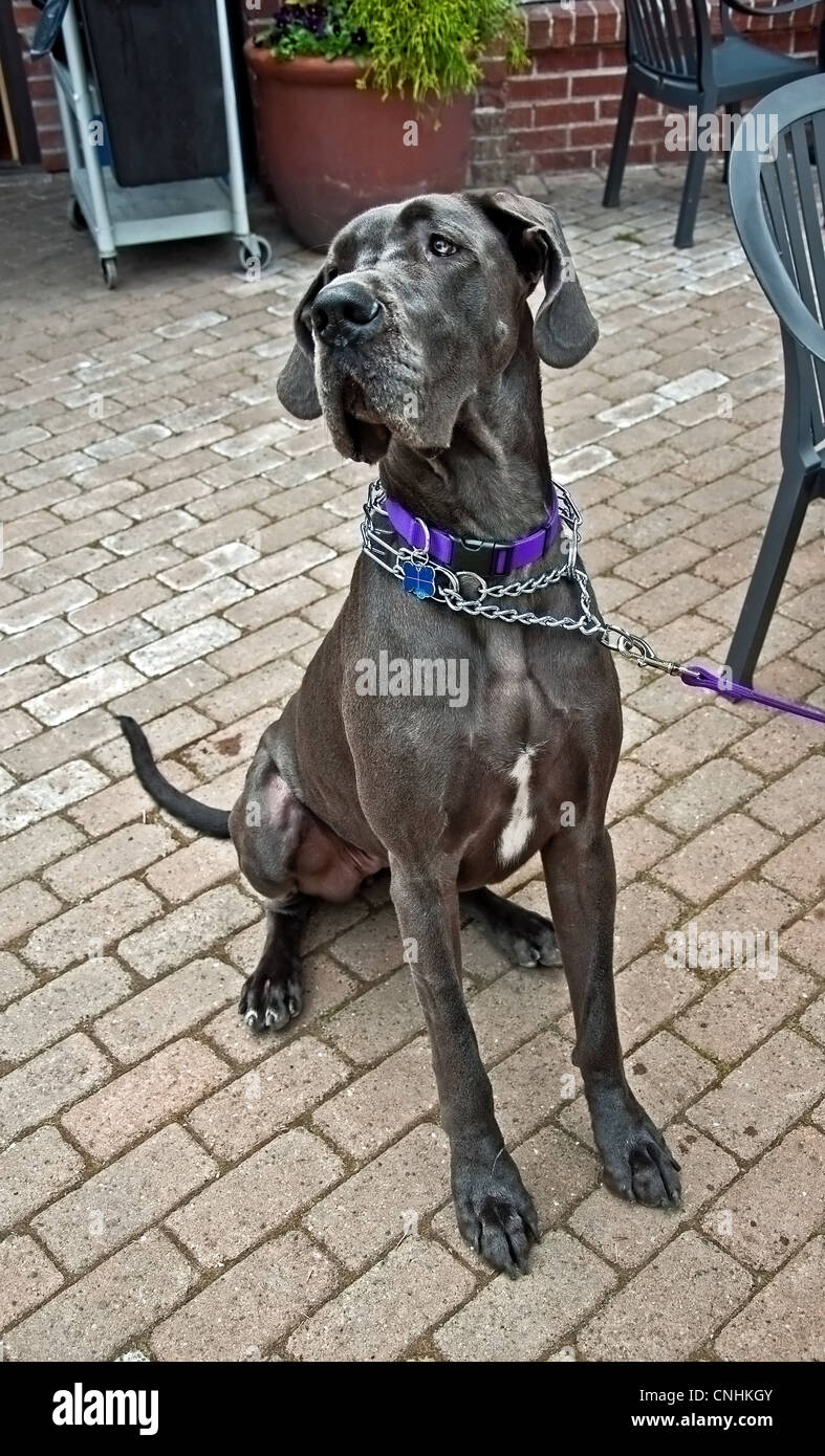 blue gray colored Great Dane dog is sitting down in a courtyard setting ...