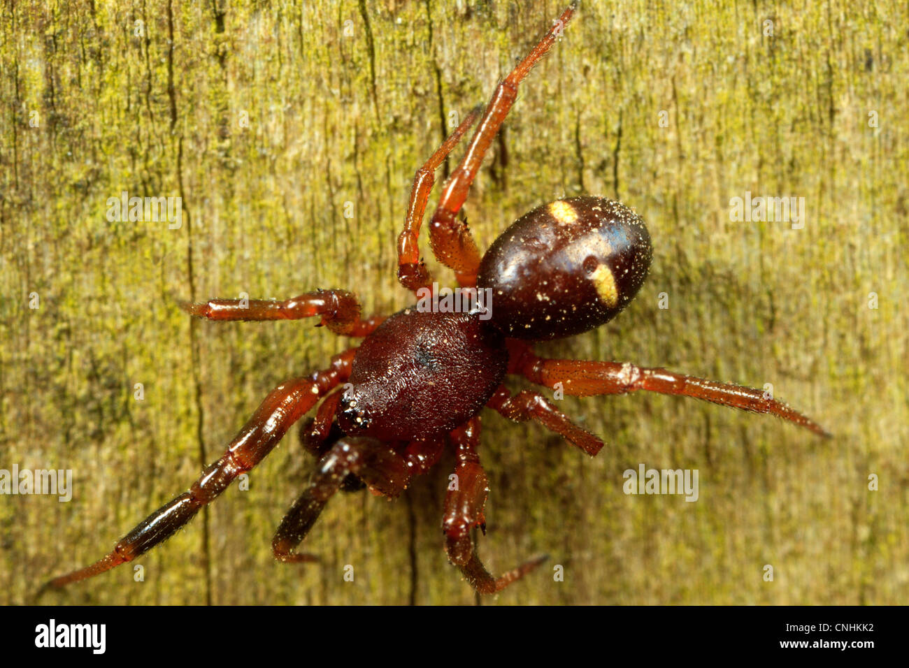 Arachnid spiders tree trunk hi-res stock photography and images - Alamy