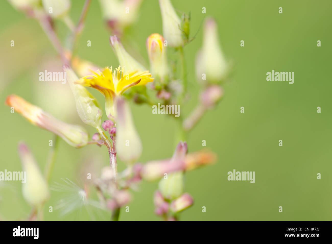 First bloom hi-res stock photography and images - Alamy