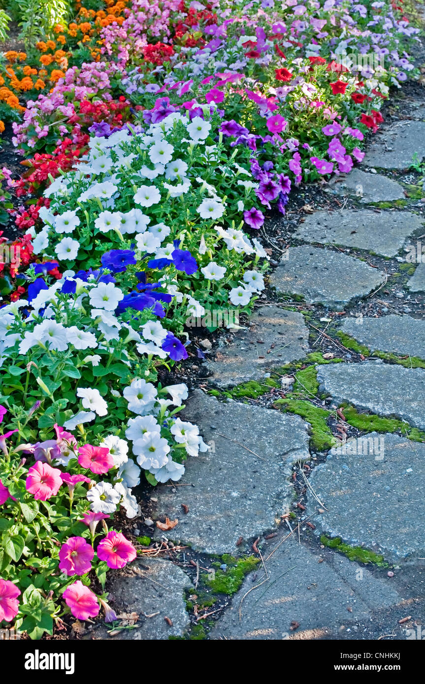 Cobblestone pathway with annual bedding flowers and plants next to it ...