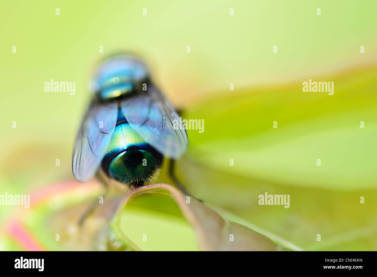 Blowfly insect hi-res stock photography and images - Alamy