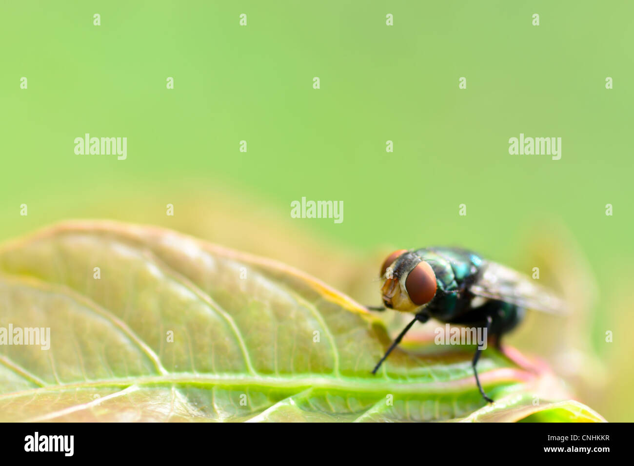 Blowfly insect hi-res stock photography and images - Alamy
