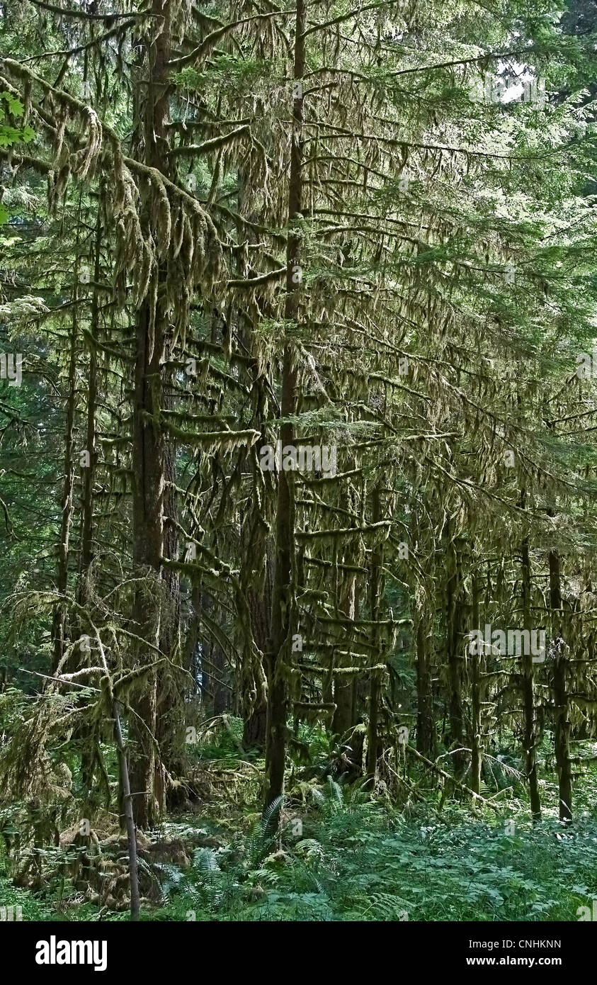 Moss hanging from trees hi-res stock photography and images - Alamy