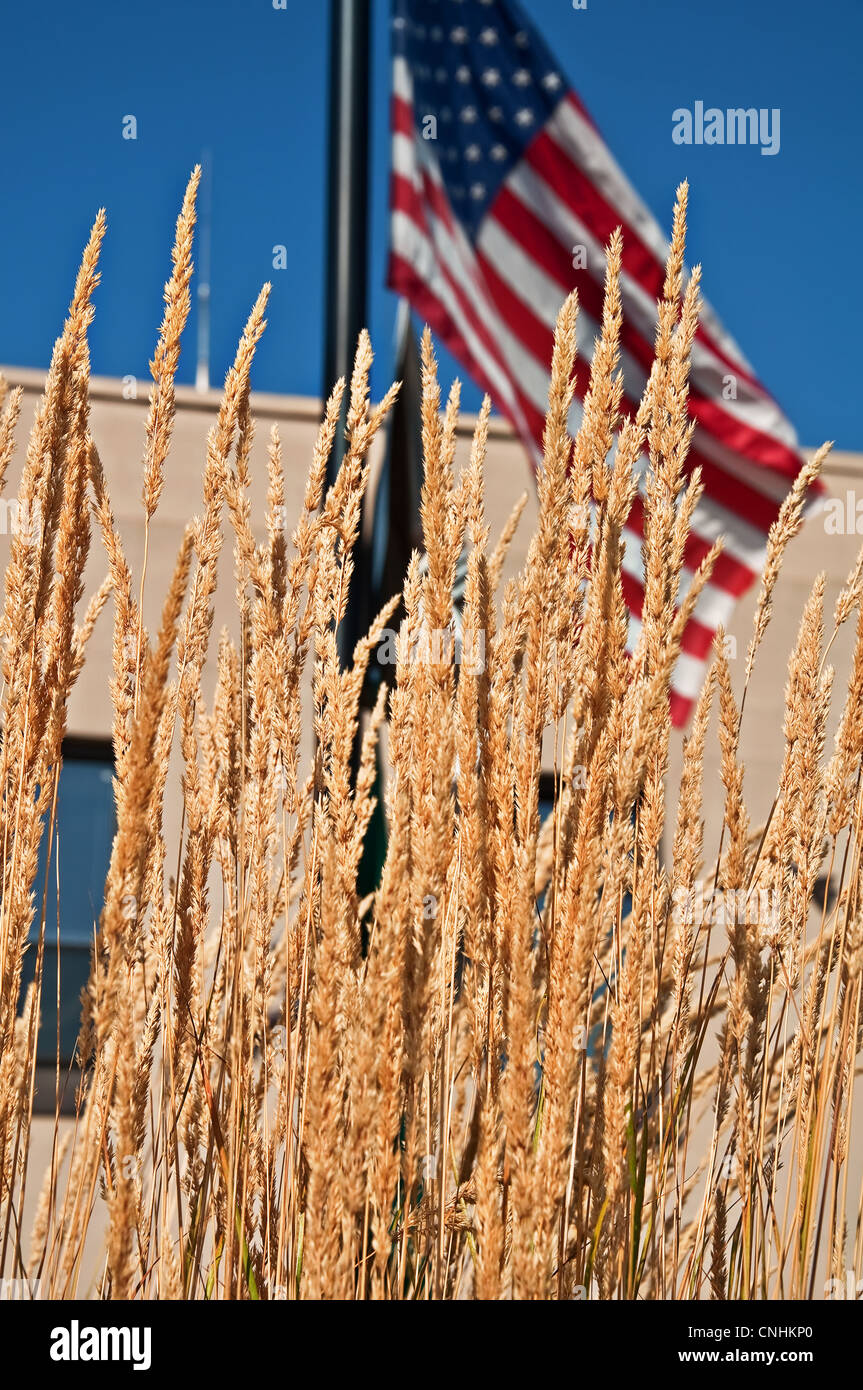 Amber waves of grain hi-res stock photography and images - Alamy