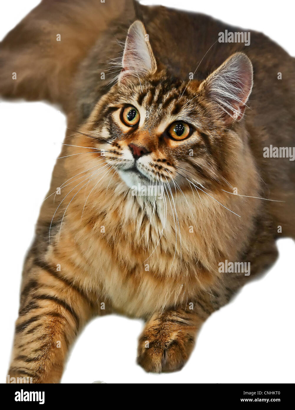 This beautiful Maine Coone cat is a fancy breed. He's lying down and is ...