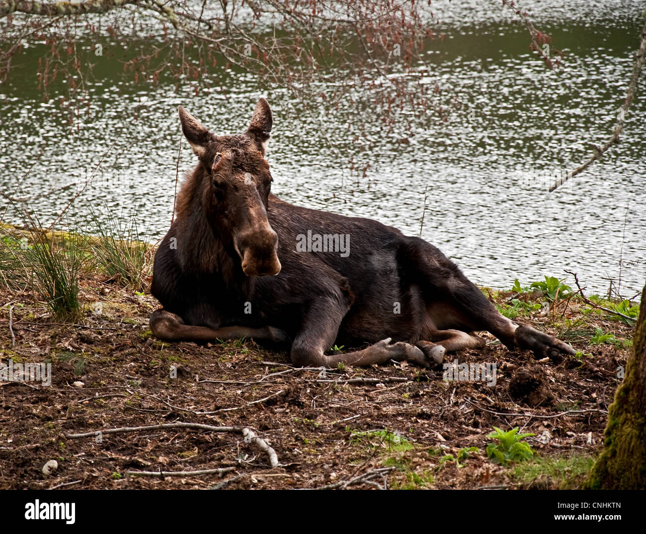 Moose lying down hi-res stock photography and images - Alamy