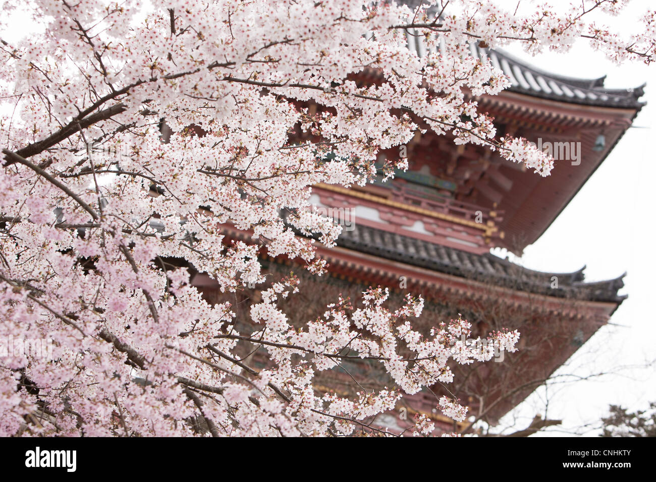 sakura cherry blossom in full bloom at Kiyomizudera Temple, in ...