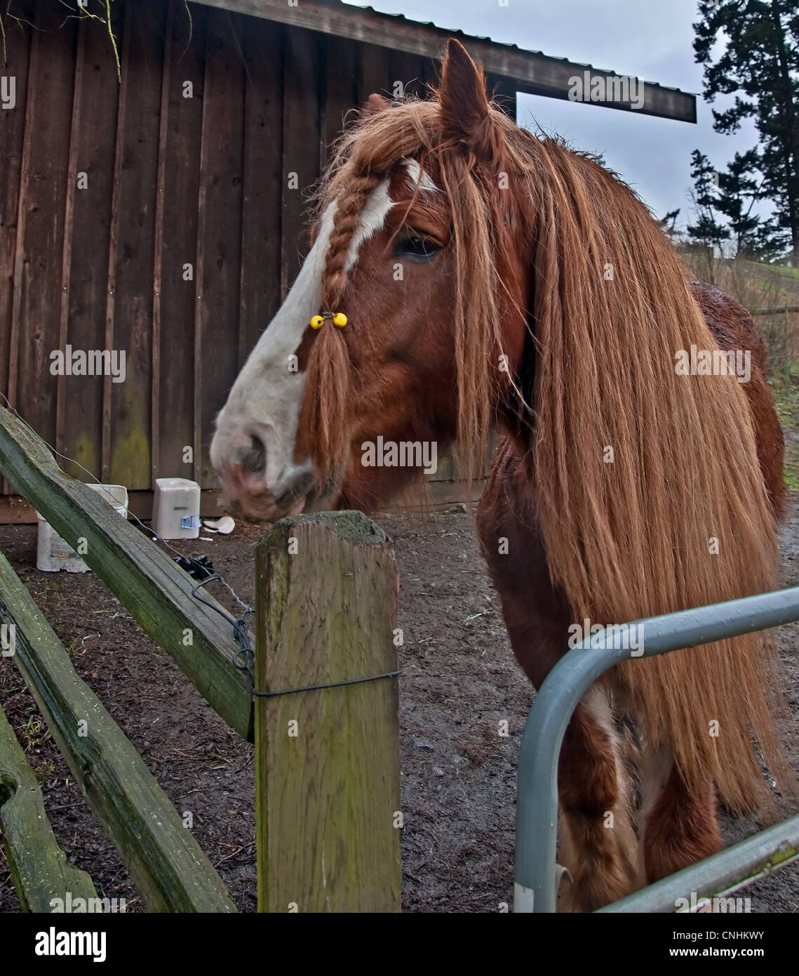 This vertical image is one chestnut colored Gypsy Vanner horse next to ...
