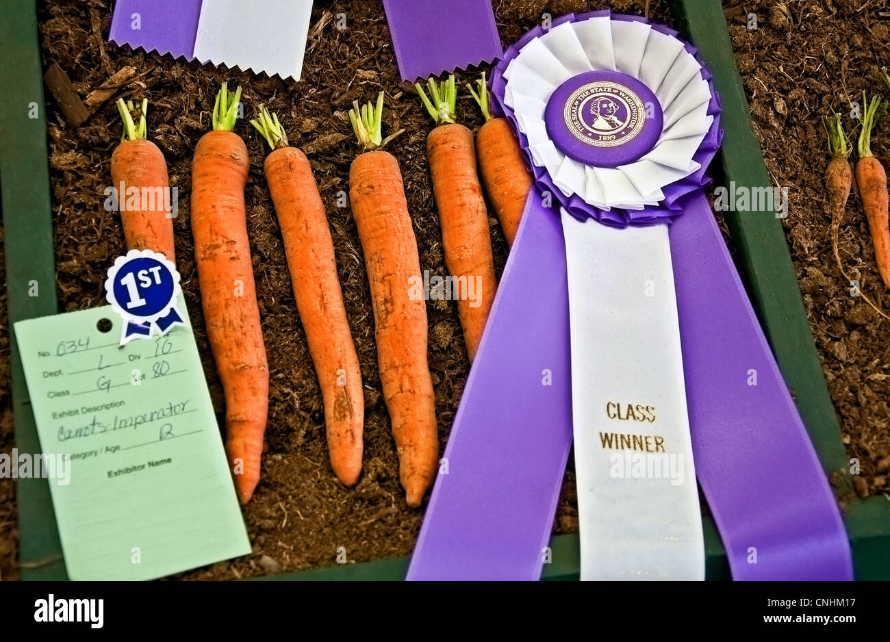 prize winning fresh Imperator carrots complete with both a purple ...