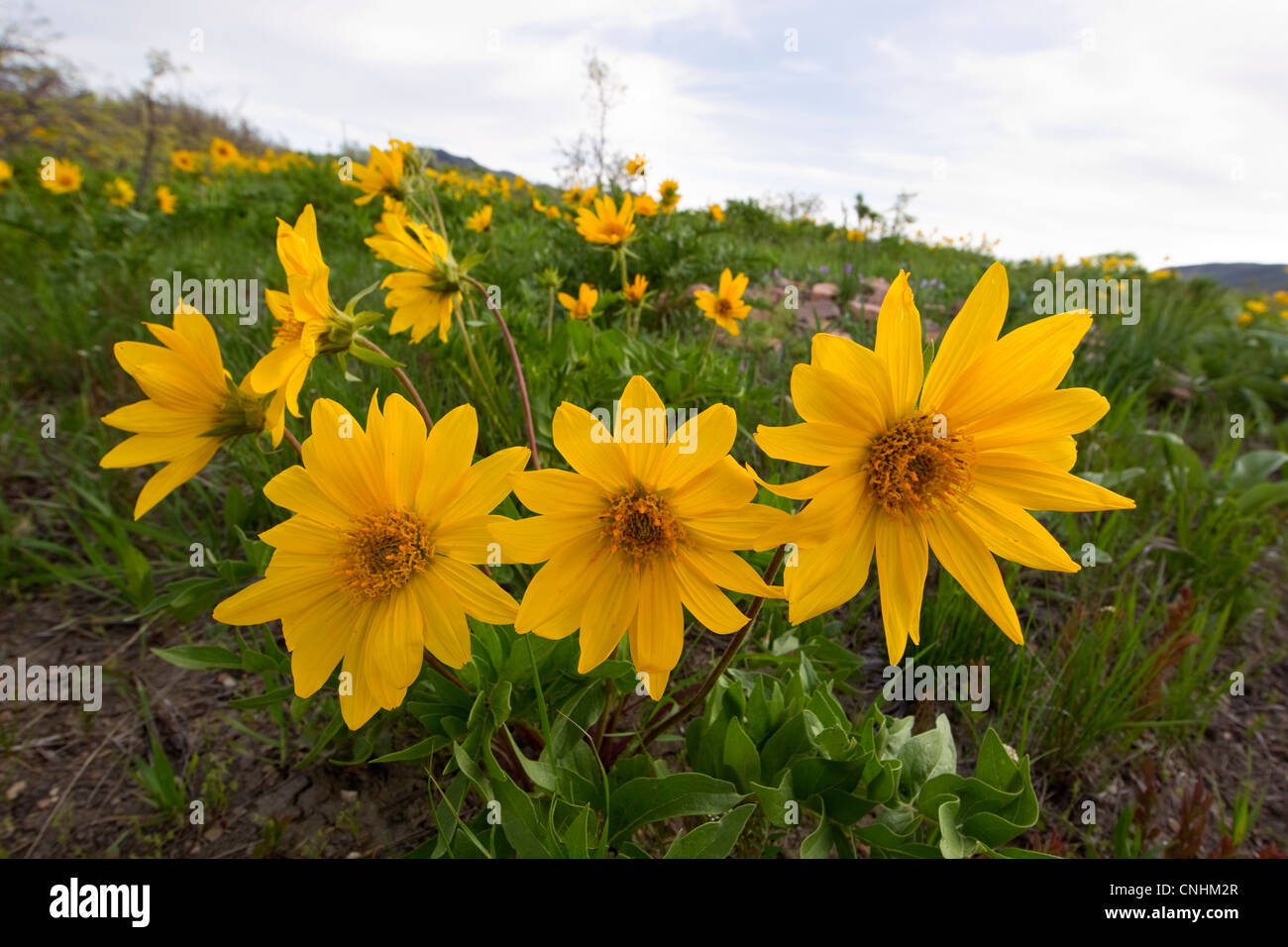 Balsamroot wildflower in bloom hi-res stock photography and images - Alamy