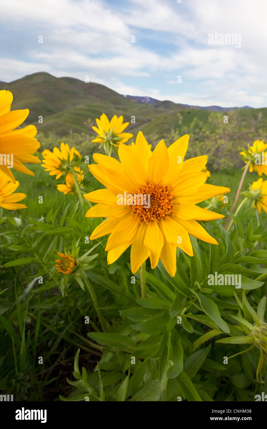 Cutleaf balsamroot hi-res stock photography and images - Alamy