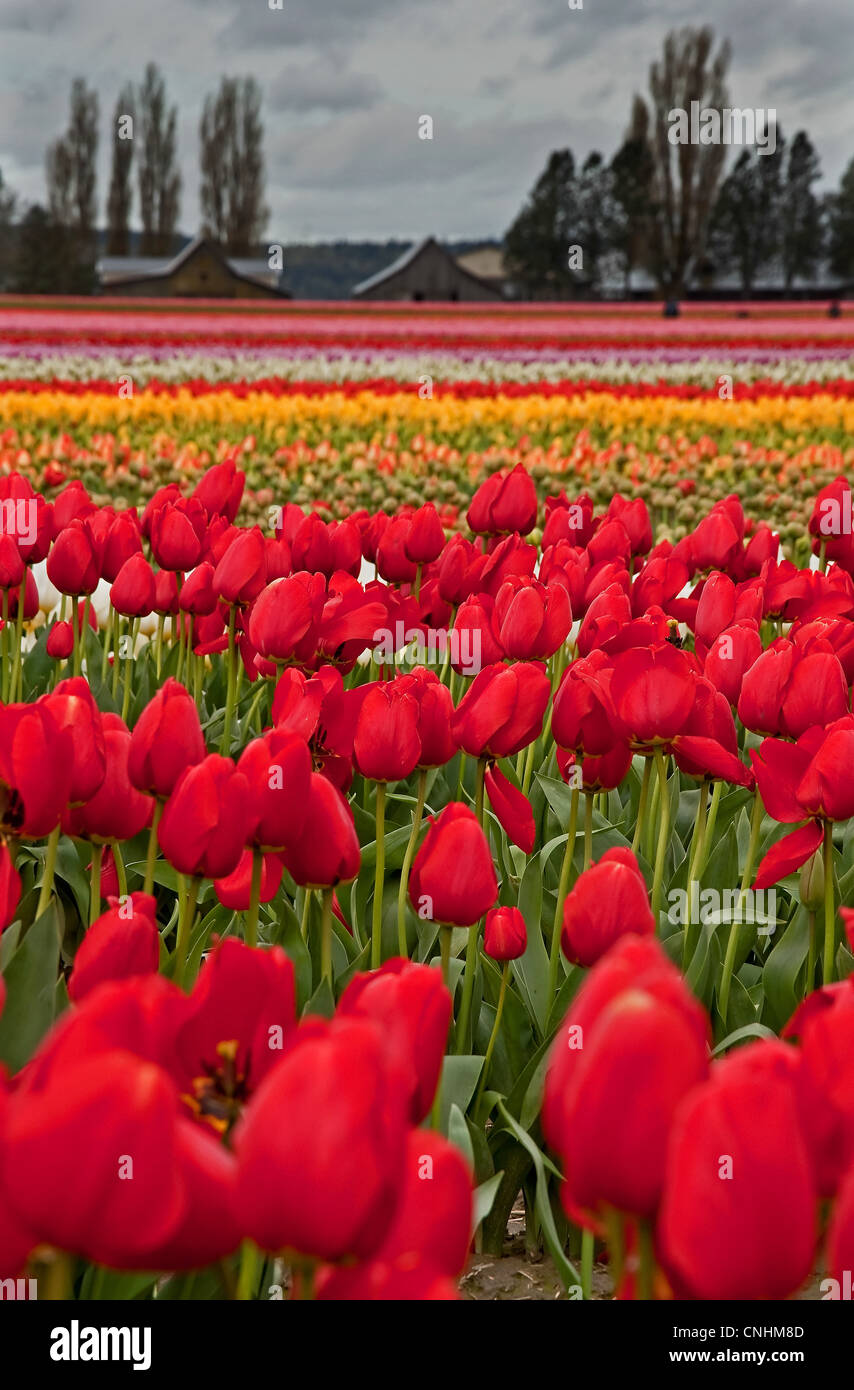 This large spring tulip field has many waves of different colored ...