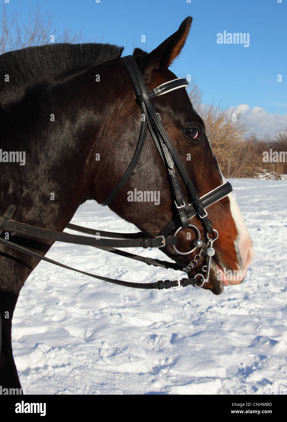 Portrait of a thoroughbred stallion Stock Photo - Alamy