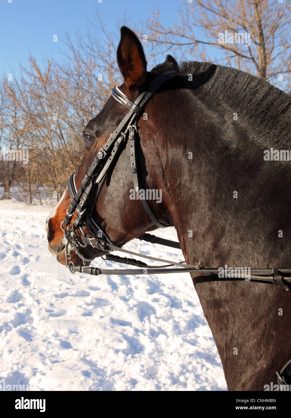 Portrait of a thoroughbred stallion Stock Photo - Alamy