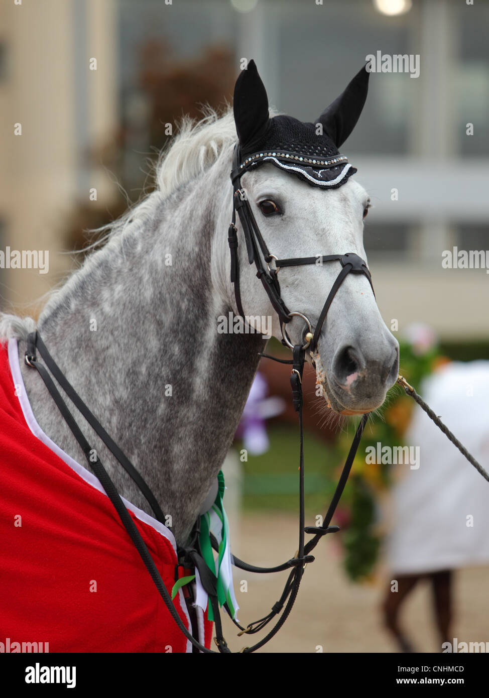 A prize-winning horse at a show Stock Photo - Alamy