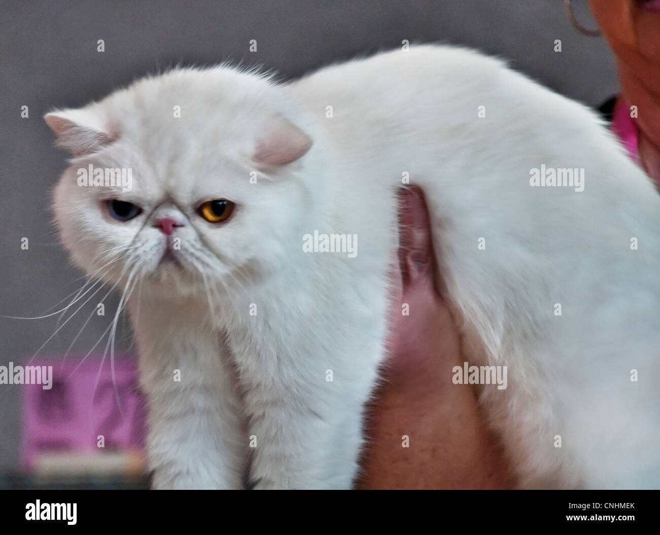 Show cat hi-res stock photography and images - Alamy