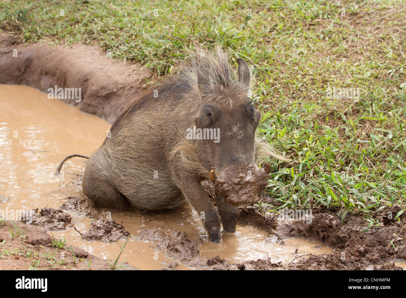 Wallowing in mud hi-res stock photography and images - Alamy