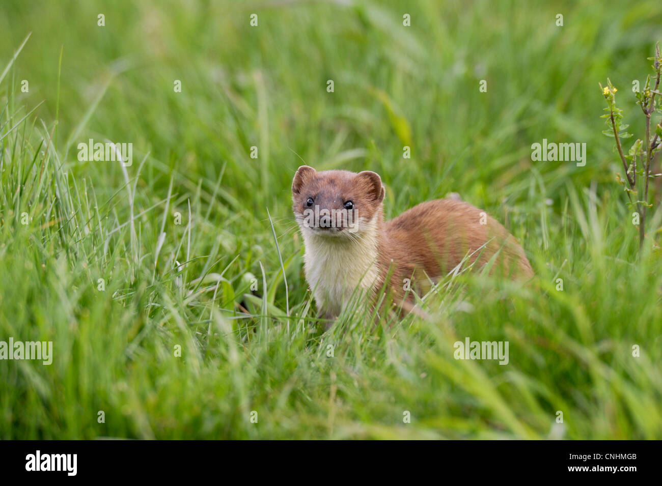 Stoat uk hi-res stock photography and images - Alamy