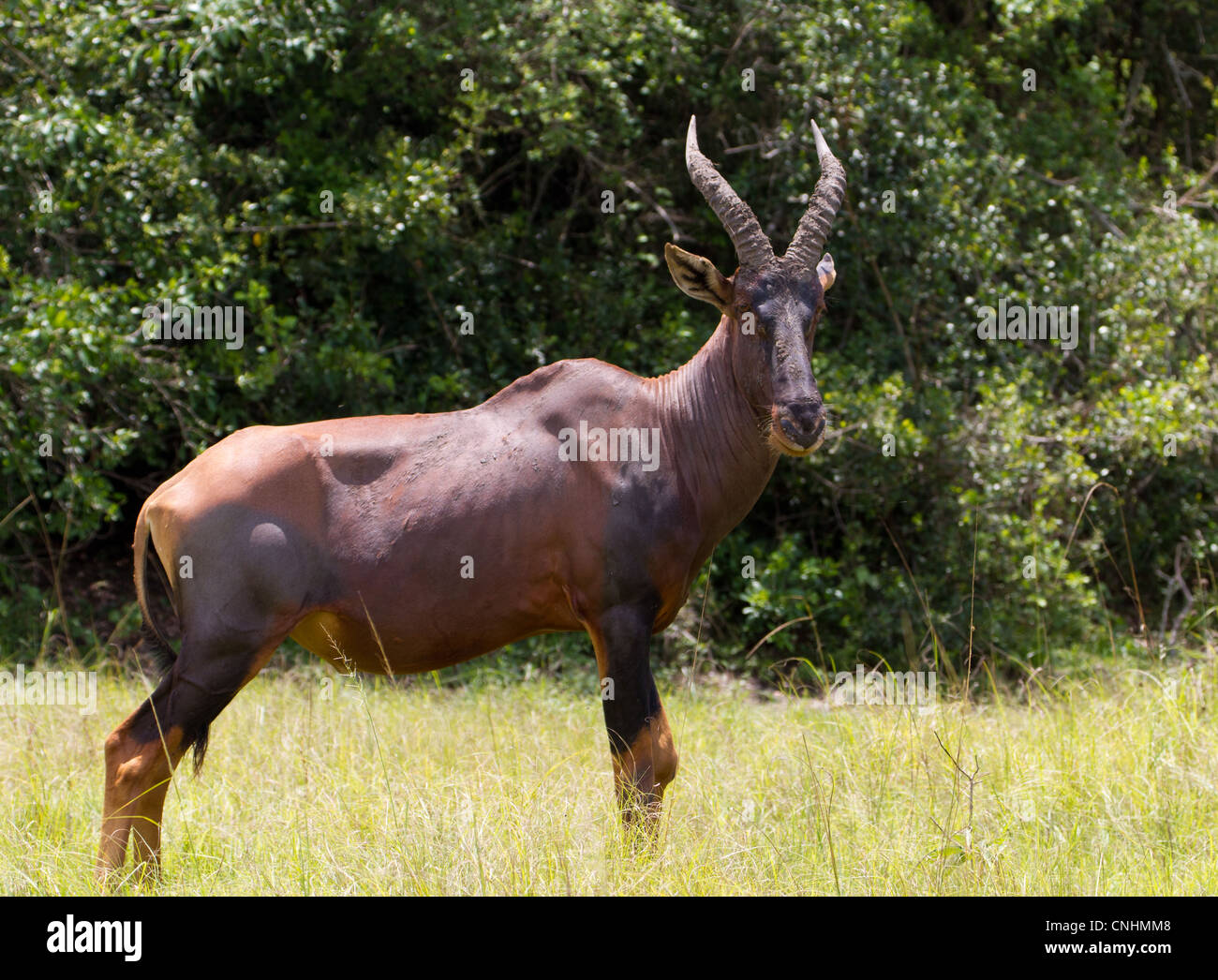 Damaliscus jimela hi-res stock photography and images - Alamy
