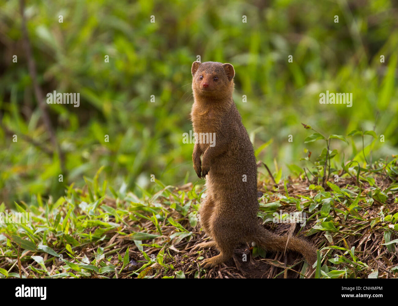 Dwarf Mongoose (Helogale parvula) in Lake Mburo National Park, Uganda ...
