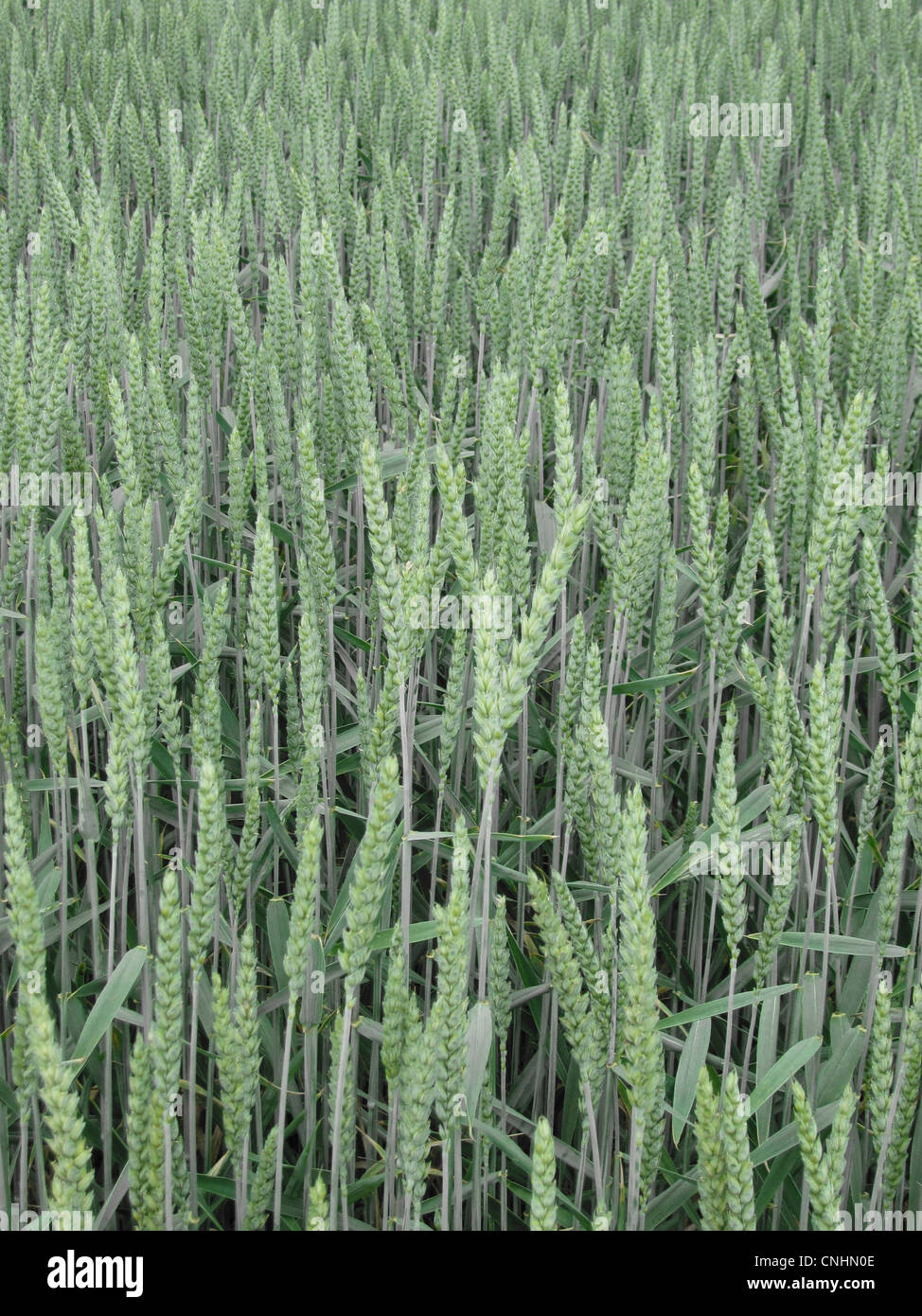 Detail of wheat growing in a field Stock Photo - Alamy