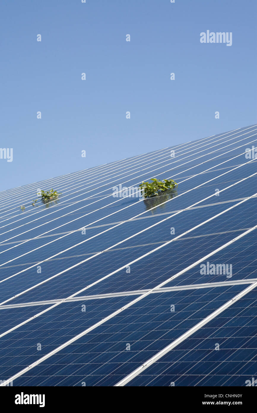 Plants growing between solar panels Stock Photo - Alamy