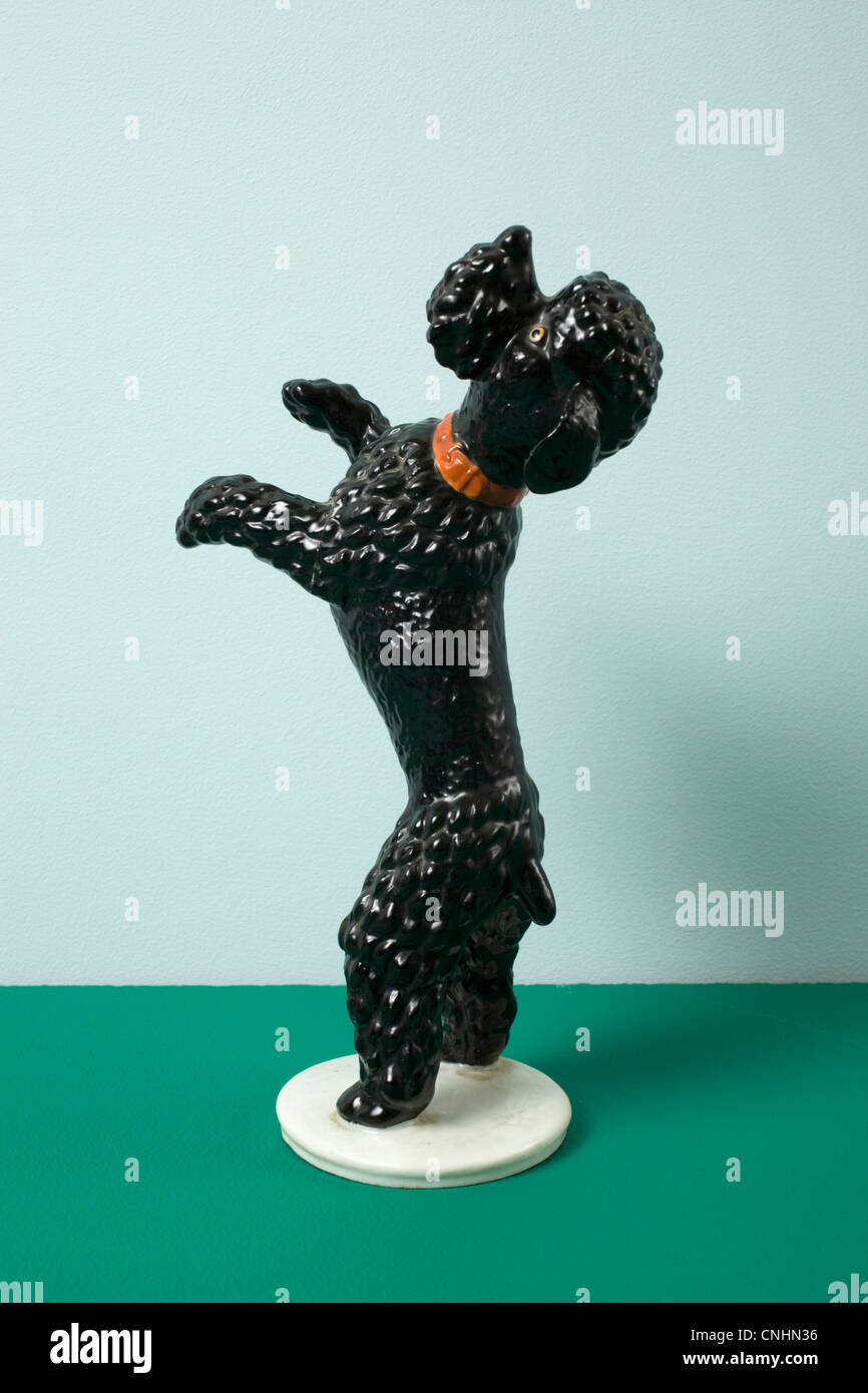 Toy poodle begging hi-res stock photography and images - Alamy